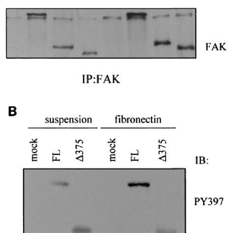 Working Hypothesis Of Two Step Model Of Fak Activation By Integrins In