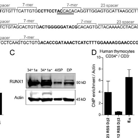 Tcr Configuration In Humans And Mice And The Order Of Human Thymic