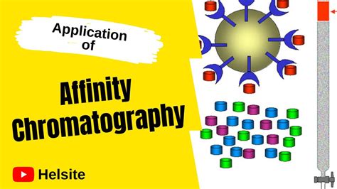 Applications Of Affinity Chromatography 2020 Affinity Chromatography