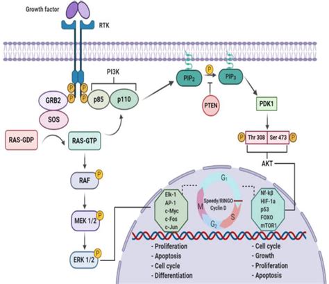 Post Translational Regulation Of The Activity Of Erk Mapk And Pi3k Akt