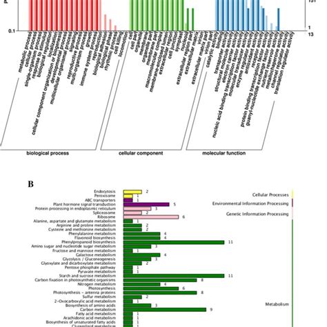 Go Classifications And Kegg Annotation Of Differentially Expressed