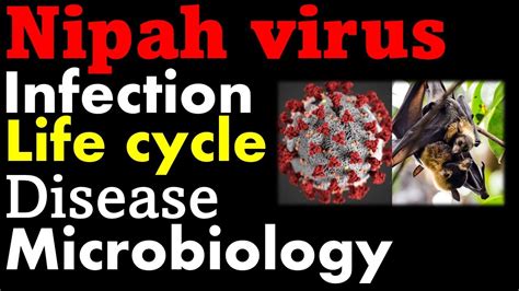 Nipah Virus Infection Symptoms And Life Cycle Youtube