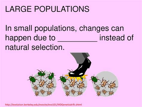Patterns Of Evolution Chapter 16 And Ppt Download