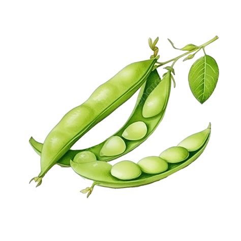 水彩枝豆野菜イラスト素材透過、pngフリー画像ダウンロード Pngtree