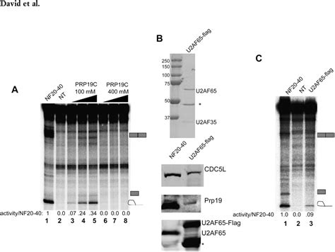Figure 5 From The Rna Polymerase Ii C Terminal Domain Promotes Splicing
