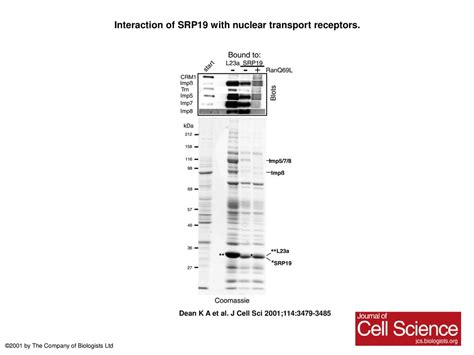 Interaction Of Srp19 With Nuclear Transport Receptors Ppt Download