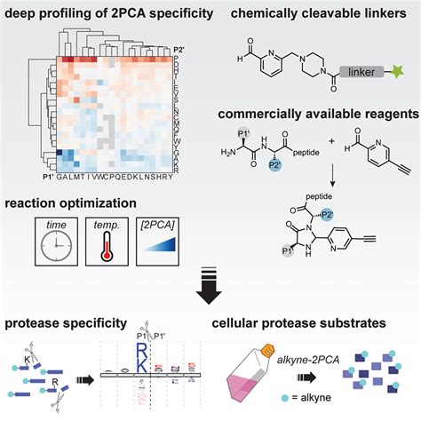 An N Terminomics Toolbox Combining 2 Pyridinecarboxaldehyde Probes And
