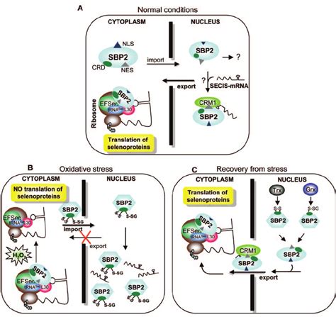 A Proposed Model For The Regulation Of Sbp2 Subcellular Localization