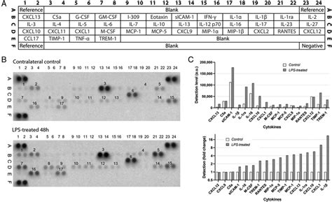 Cytokine Array Detection Of Multiple Analytes In Mouse Cochlear Tissues