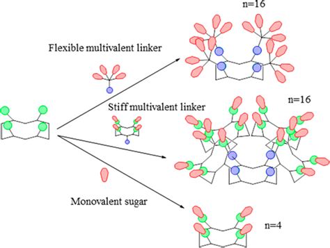 Multivalent Polymers For Drug Delivery And Imaging The Challenges Of