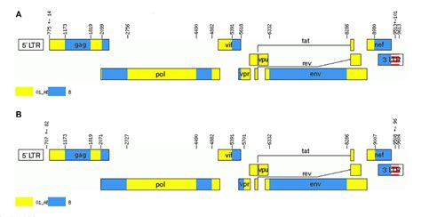 Identification Of Two Near Identical Novel Hiv 1 Unique Recombinant
