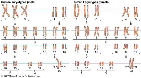 chromosome number definition haploid and diploid