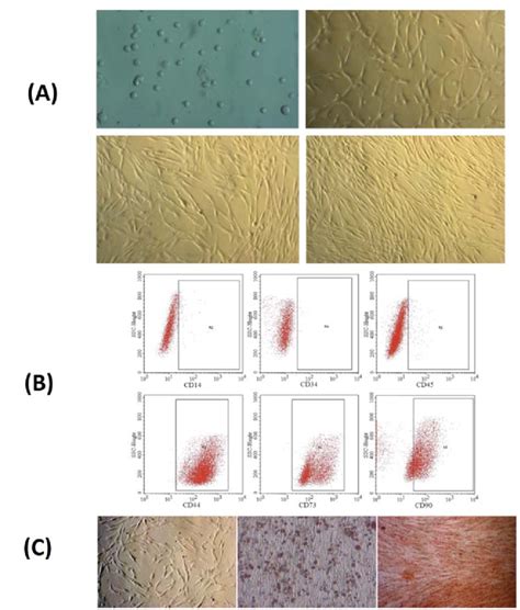 Adipose Derived Stem Cells Adscs Exhibited The Mesenchymal Stem Cell