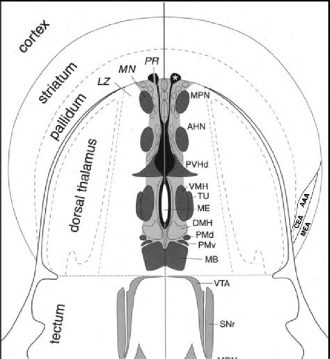 8 4 5 Flat Map Of The Cns Showing The Relationship Of The Basal Ganglia