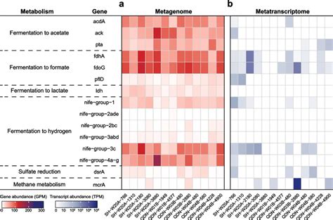 Abundance And Expression Of Metabolic Marker Genes In The Deep