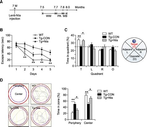 Spatial Memory Deficits Displayed By Tg App Ps1 Mice Were Improved By