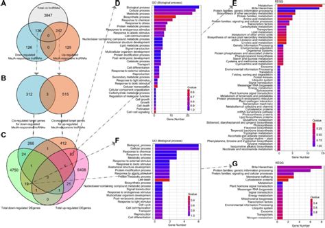 Prediction And Functional Enrichment Of Potential Cis Regulated Target