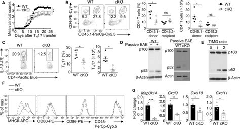 Nik Mediates T Cell Induced Microglial Cell Activation Passive Eae A