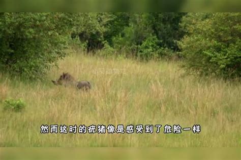 母狮猎杀疣猪，疣猪慌忙逃窜，结果被母狮一招锁喉