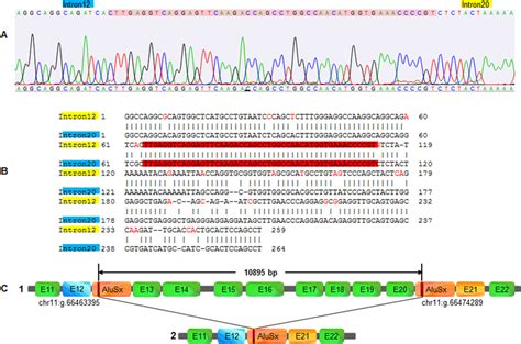 Characterization Of The Deletion Breakpoint In Pt 14020 Panel A