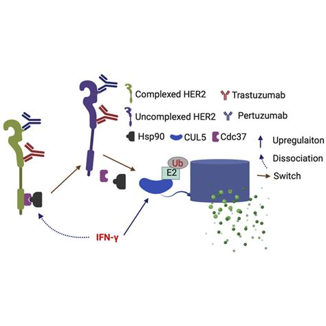 Th1 Cytokine Interferon Gamma Improves Response In Her2 Breast Cancer
