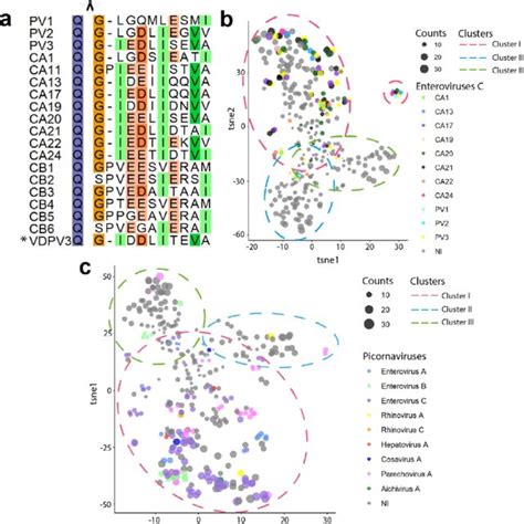 N Terminal G I X D Sequence Is Common In Picornaviral Vp1 Proteins A
