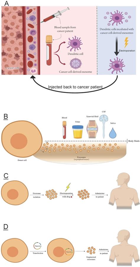 A Schematic Outlining The Most Prominent Modes Exosome Theranostics A