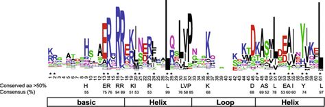 The Bhlh Domain Is Highly Conserved Across All Slbhlh Proteins The