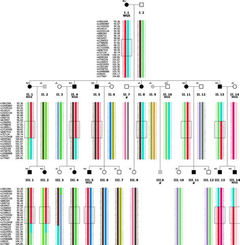 Haplotype Visualization Of The Linked Genomic Region On Chromosome