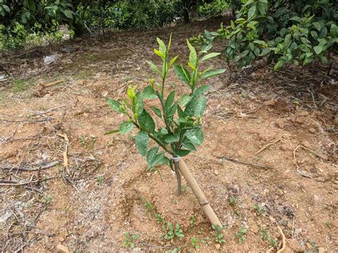みかんの苗木の植え方～植える時期や場所、植え方についてご紹介 蔵出しみかんの藤原農園