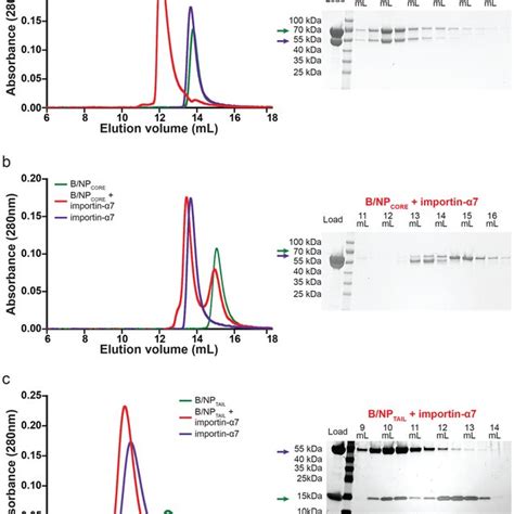 Interaction Of B Np With Importin α7 The Binding Experiments With