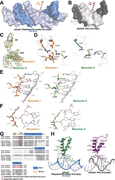 Structures Of Nf κb P52 Homodimer Dna Complexes Rationalize Binding