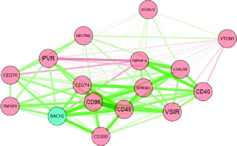 Expression Correlation Network Of All Checkpoint Mrnas Red Nodes And