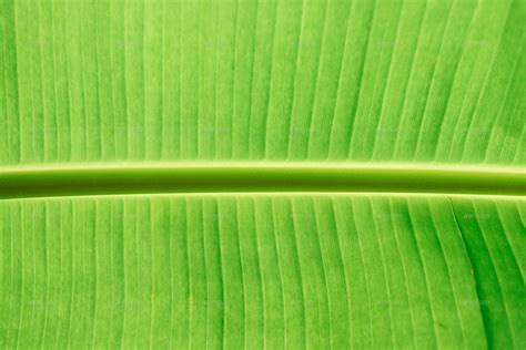 Palm Tree Leaf Texture