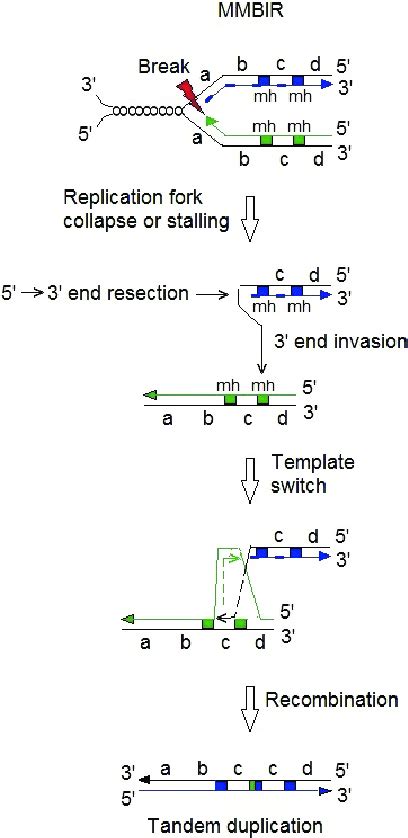 Tandem Duplication Via Microhomology Mediated Break Induced Replication
