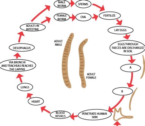 Hookworm Life Cycle Diagram B3e