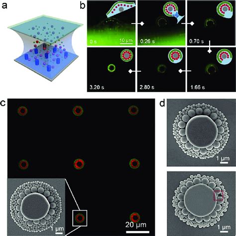A A Suspension Composed Of Particles Of Two Sizes Is Sandwiched