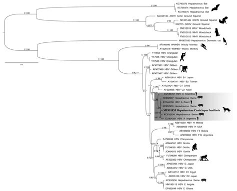 ijerph free full text evaluation of hbv like circulation in wild