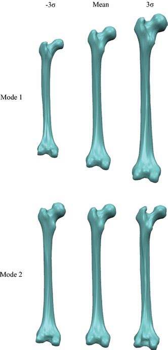 Automatic Construction Of Statistical Shape Models Using Deformable