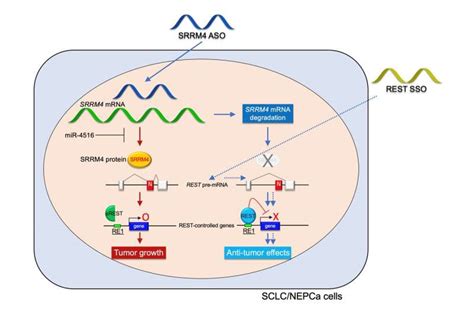 Rna Splicing Strategy Corrects Tumor Suppressor Gene In Neuroendocrine