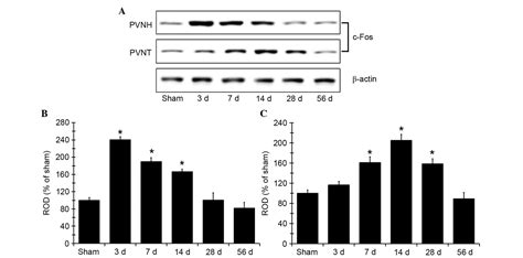 Differential Activation Of C‑fos In The Paraventricular Nuclei Of The
