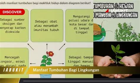 Intip 7 Manfaat Tumbuhan Buat Lingkungan Yang Wajib Kamu Intip Discover