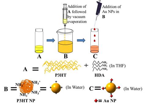 Scheme 2 Schematic Representation Of Preparation Of P3ht Pnps Au Nps
