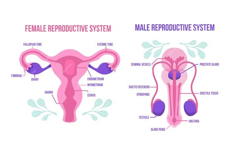 평면 디자인 성교육 인포 그래픽 무료 벡터