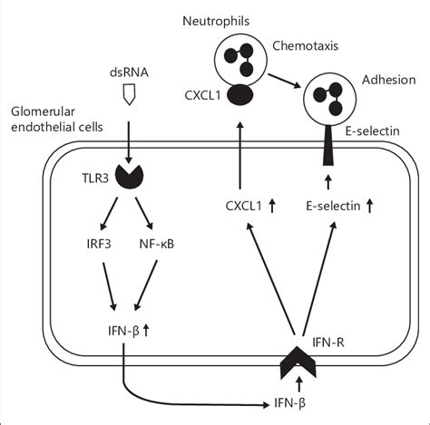 Proposed Model For The Role Of Tlr3 Irf3 Nf κb And Ifn β In The