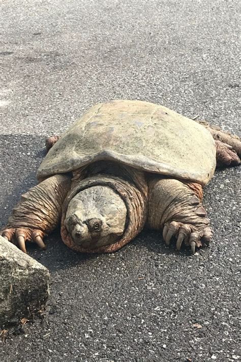 Discover How Old Your Snapping Turtle Is Just By Measuring Its Size