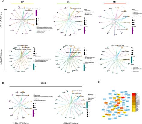 Bioinformatics Analysis Of All Or None Exodeps A Go Annotation