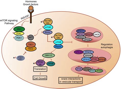 Comprehensive Transcriptome Analysis Identifies Pathways With