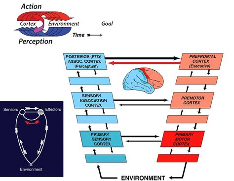 Schematic Diagram Of The Anatomical And Functional Substrates Of The Pa