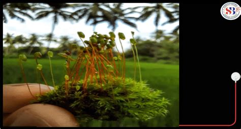 Bryophytes Define Characteristics Classification Examples